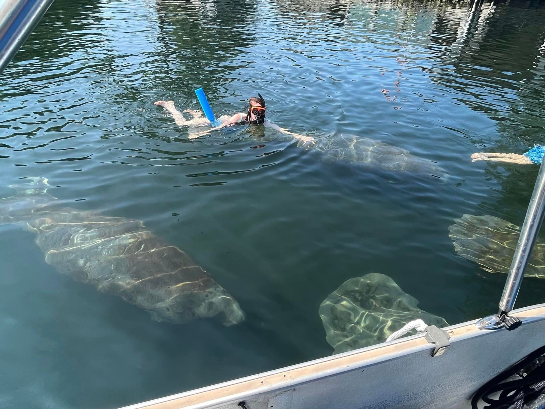 Private Manatee Tour Homosassa Springs FL | Swim with Manatees