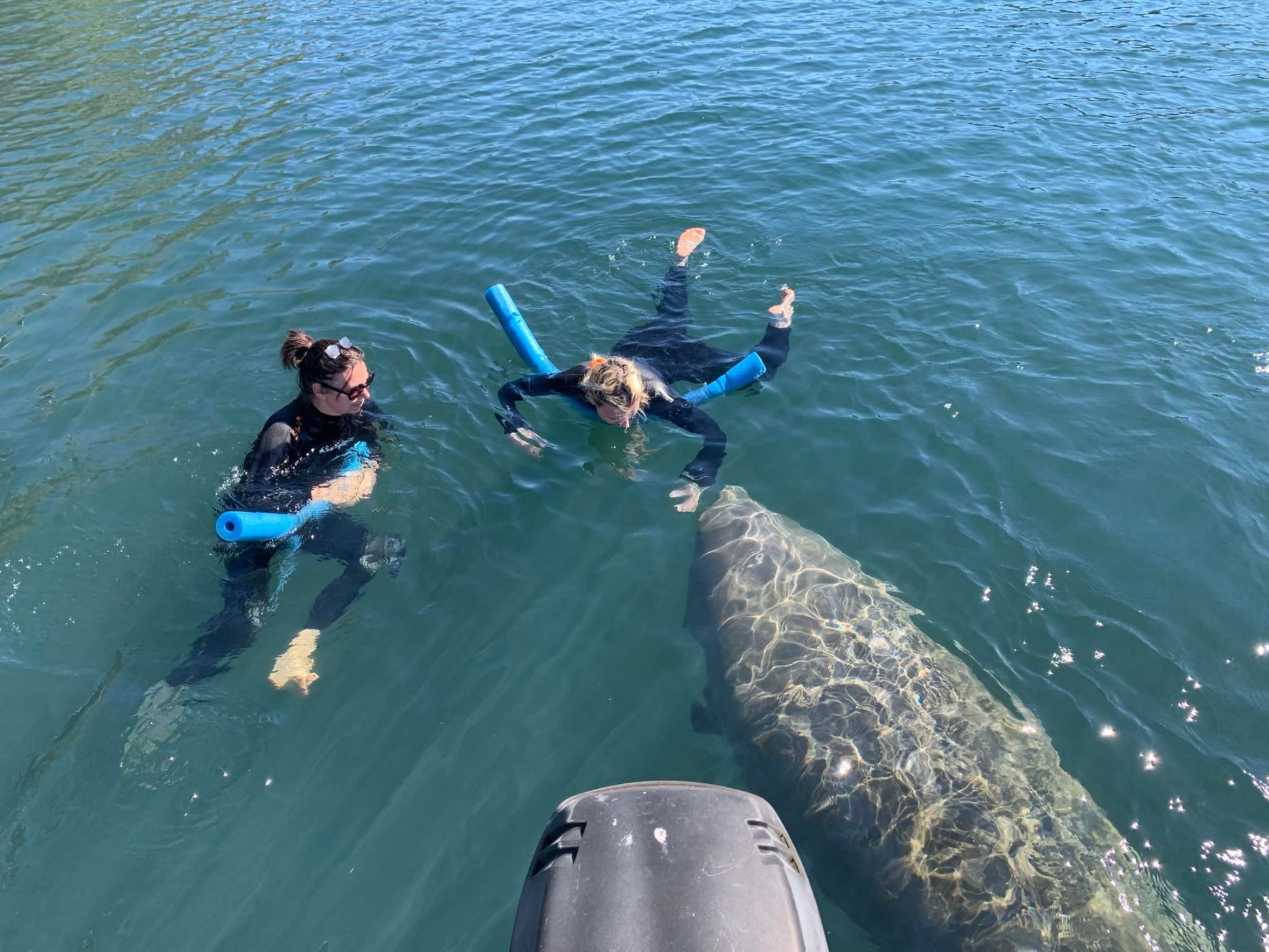 Manatee Facts | Swim with Manatees