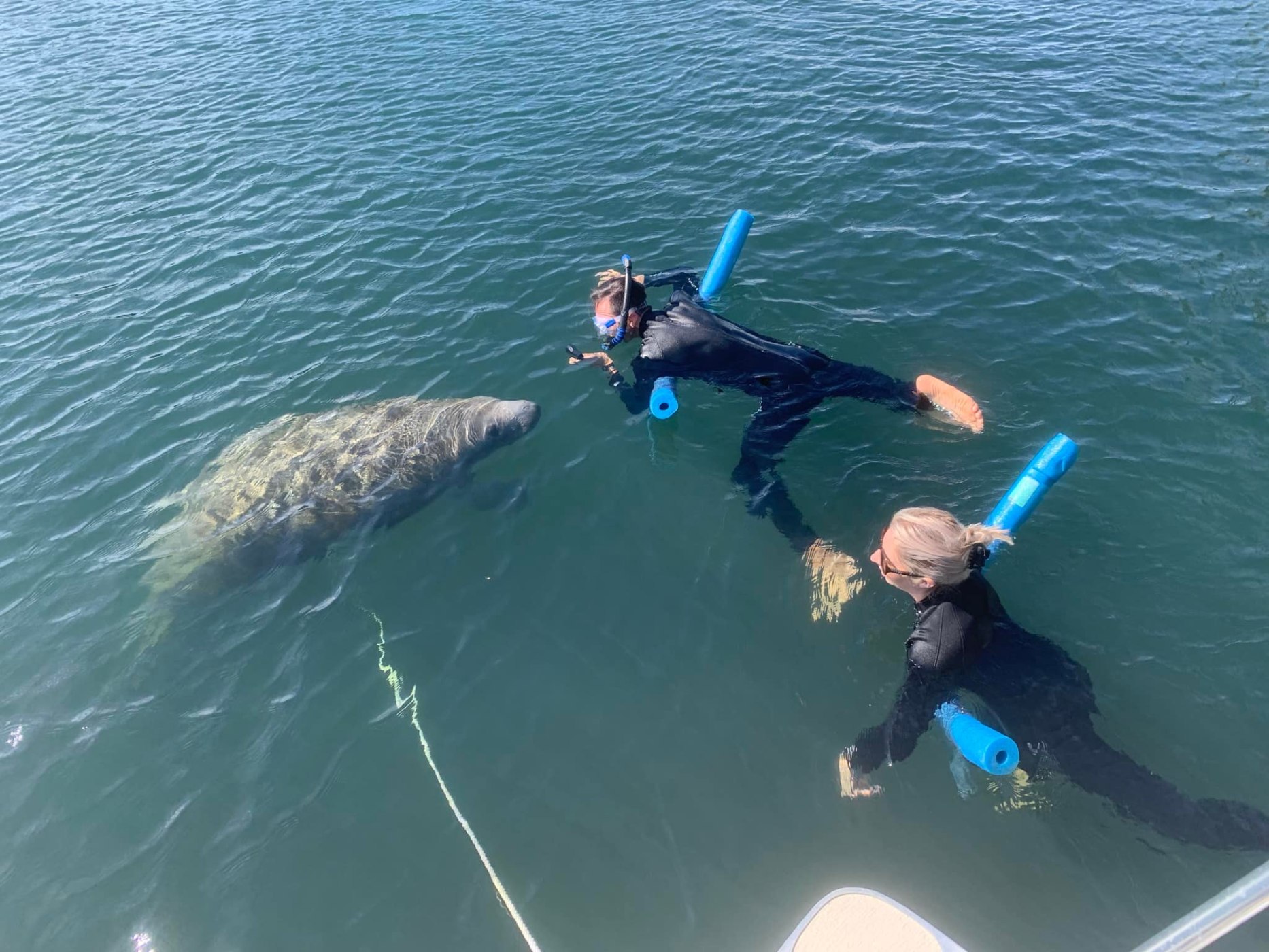 Discover Homosassa Manatee Tours | Swim with Manatees